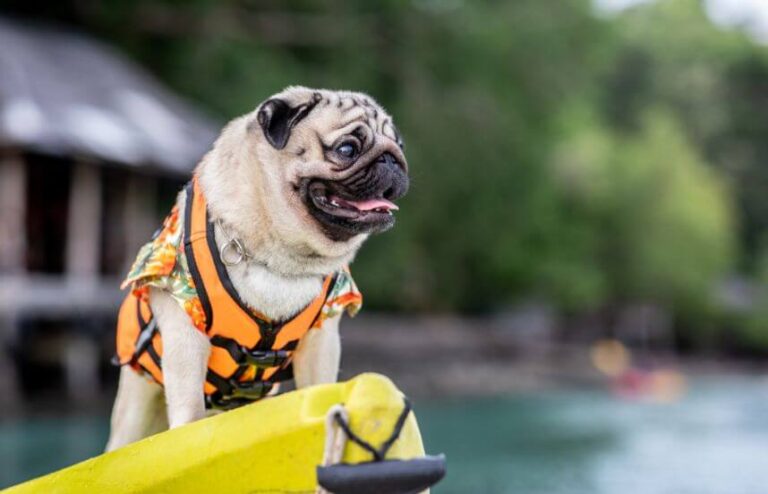 Dog Kayak Guide: Paddling with Your Pup - Water Sports Living